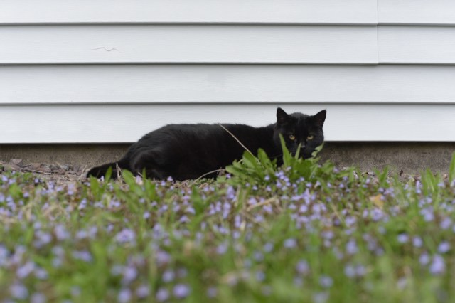 A totally baffling update on my missing cat – – Boondock Ramblings