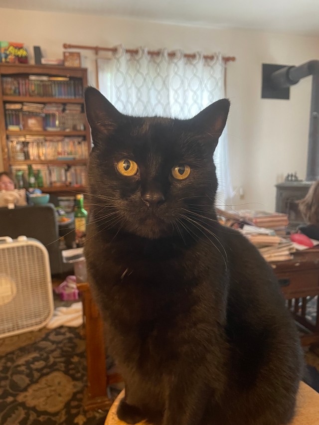 A totally baffling update on my missing cat – – Boondock Ramblings