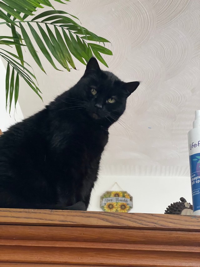 A totally baffling update on my missing cat – – Boondock Ramblings