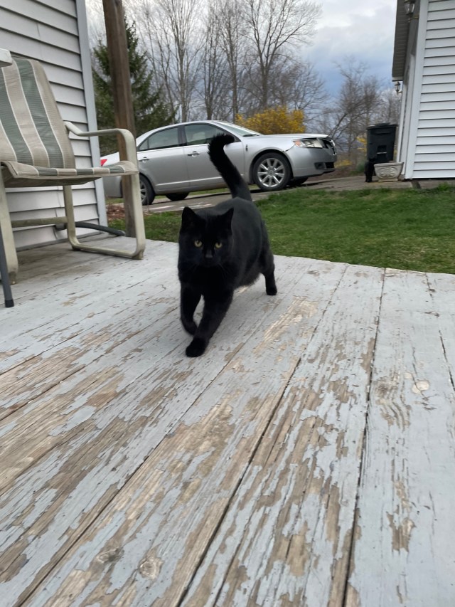 A totally baffling update on my missing cat – – Boondock Ramblings